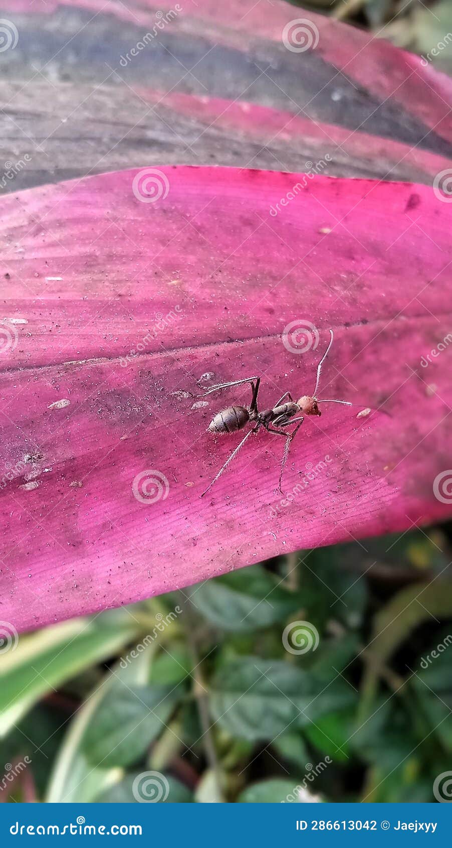 An Ant Walking Alone on a Leaf is Looking for Something Stock Photo ...