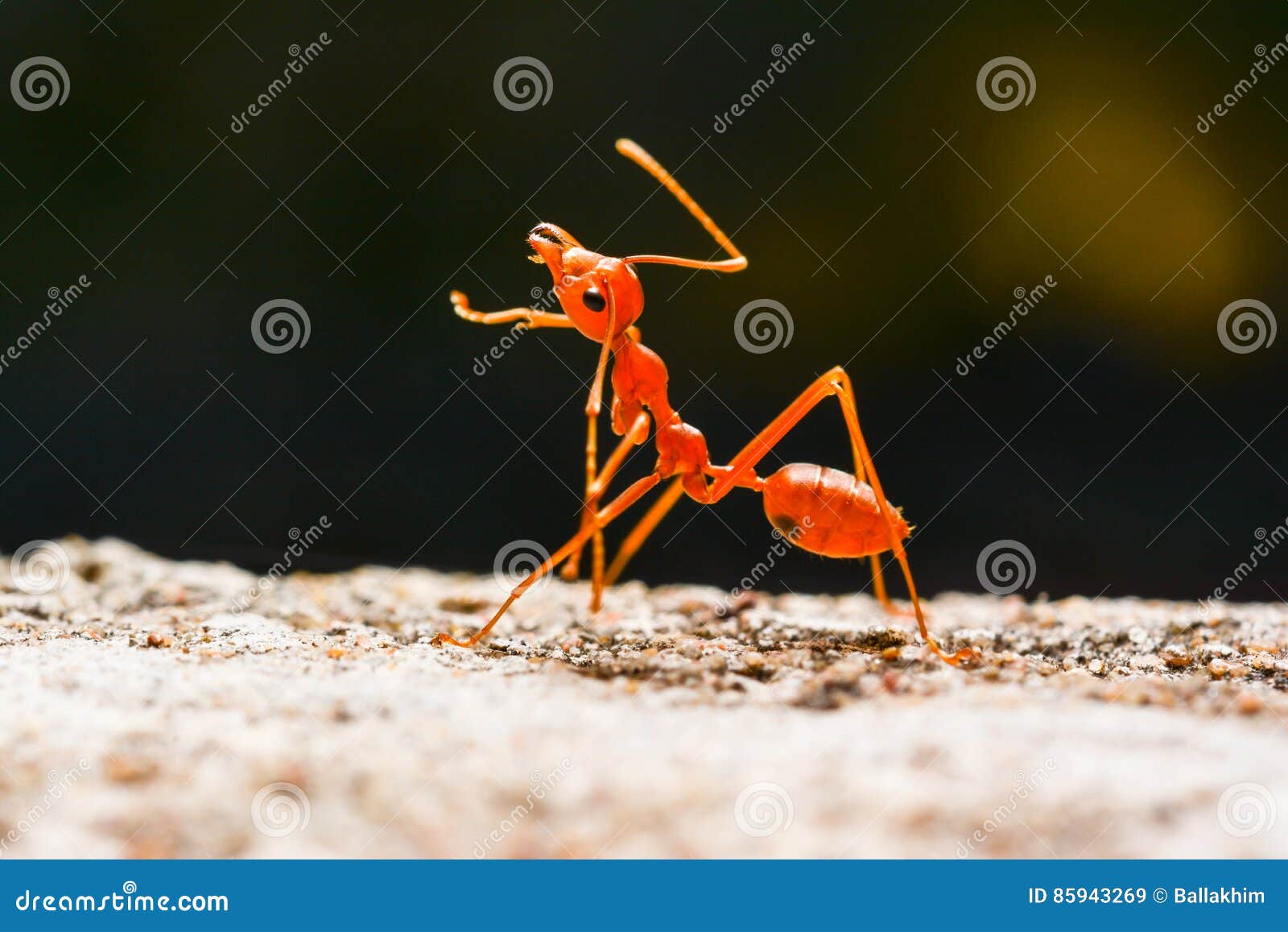 Ant walking stock image. Image of walk, animal, fear - 85943269