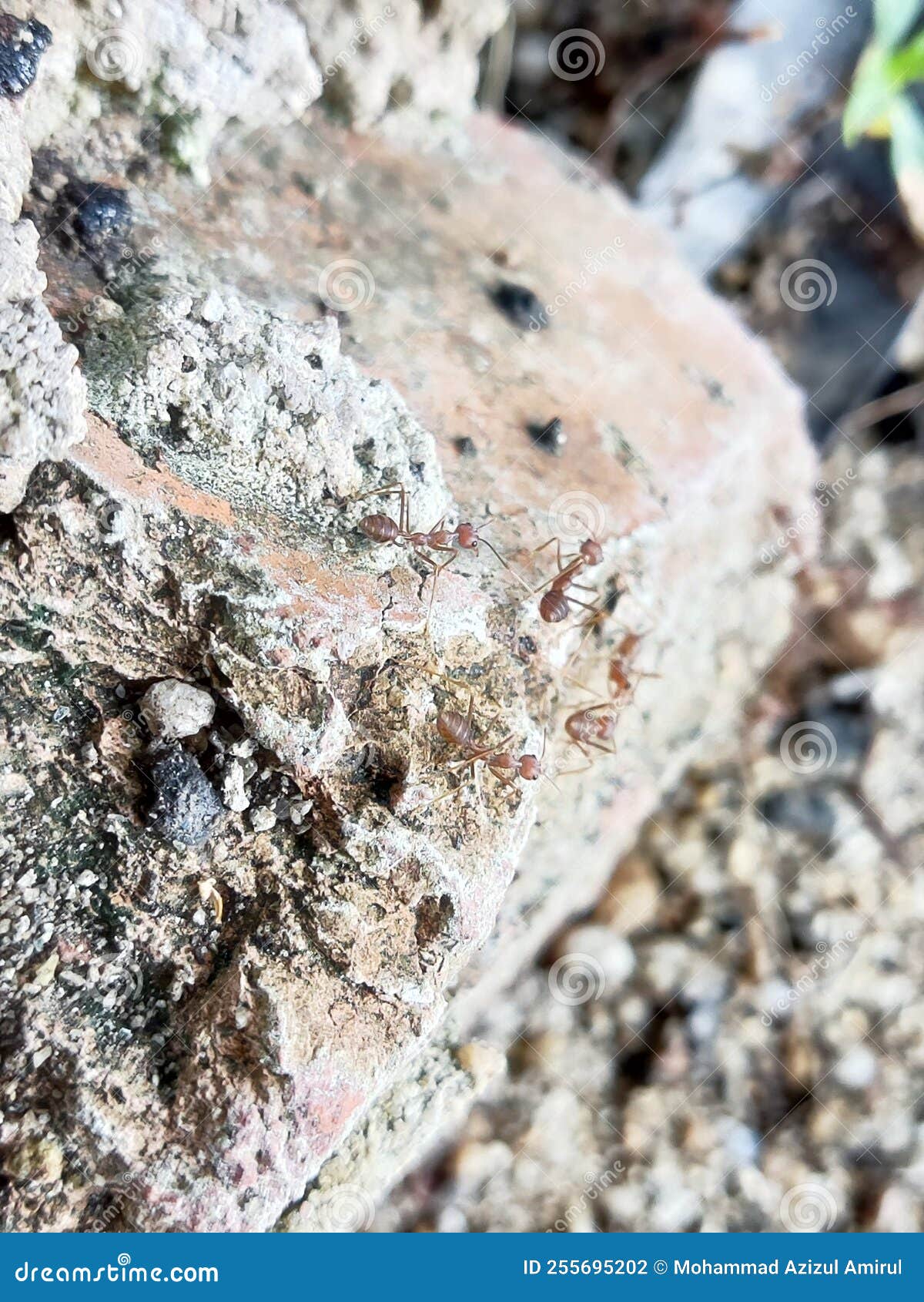 Ant Walking on a Cement Stone Stock Photo - Image of animal, gravel ...