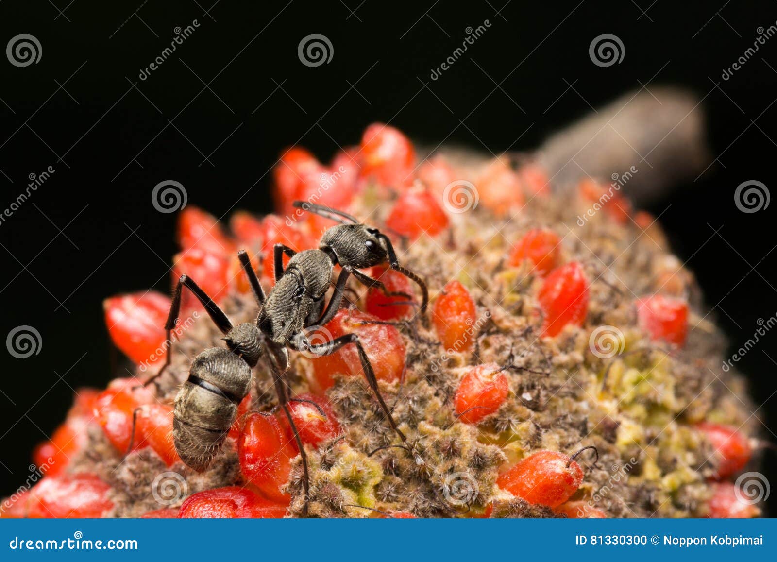 An Ant Walking and Eating on Red Fruit Flower Seed Stock Photo - Image ...