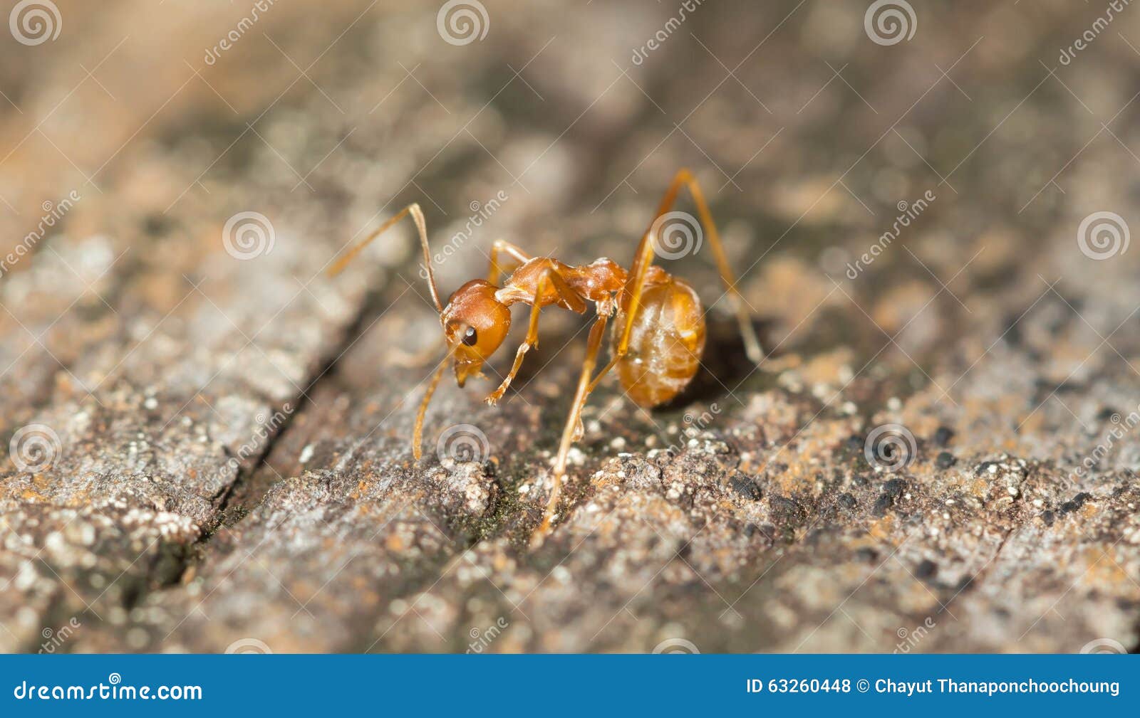 Ant walking stock photo. Image of insect, brown, green - 63260448