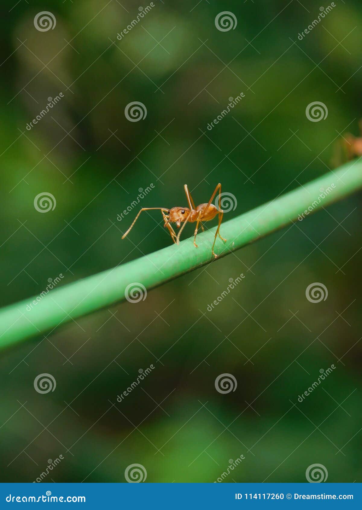 Ant stock photo. Image of macromode, insect, string - 114117260
