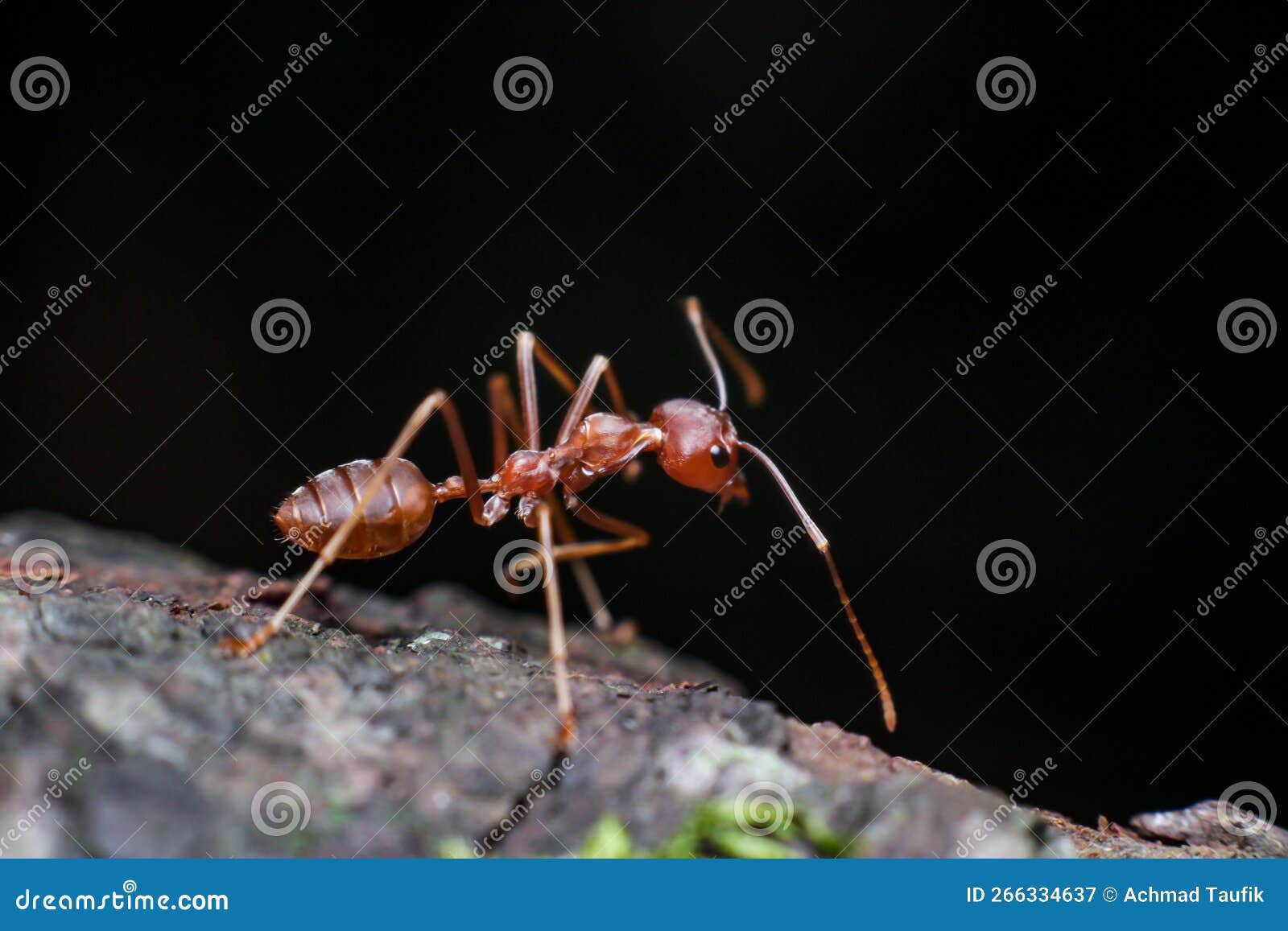 An Ant Walking on the Tree Branches Stock Image - Image of insect ...