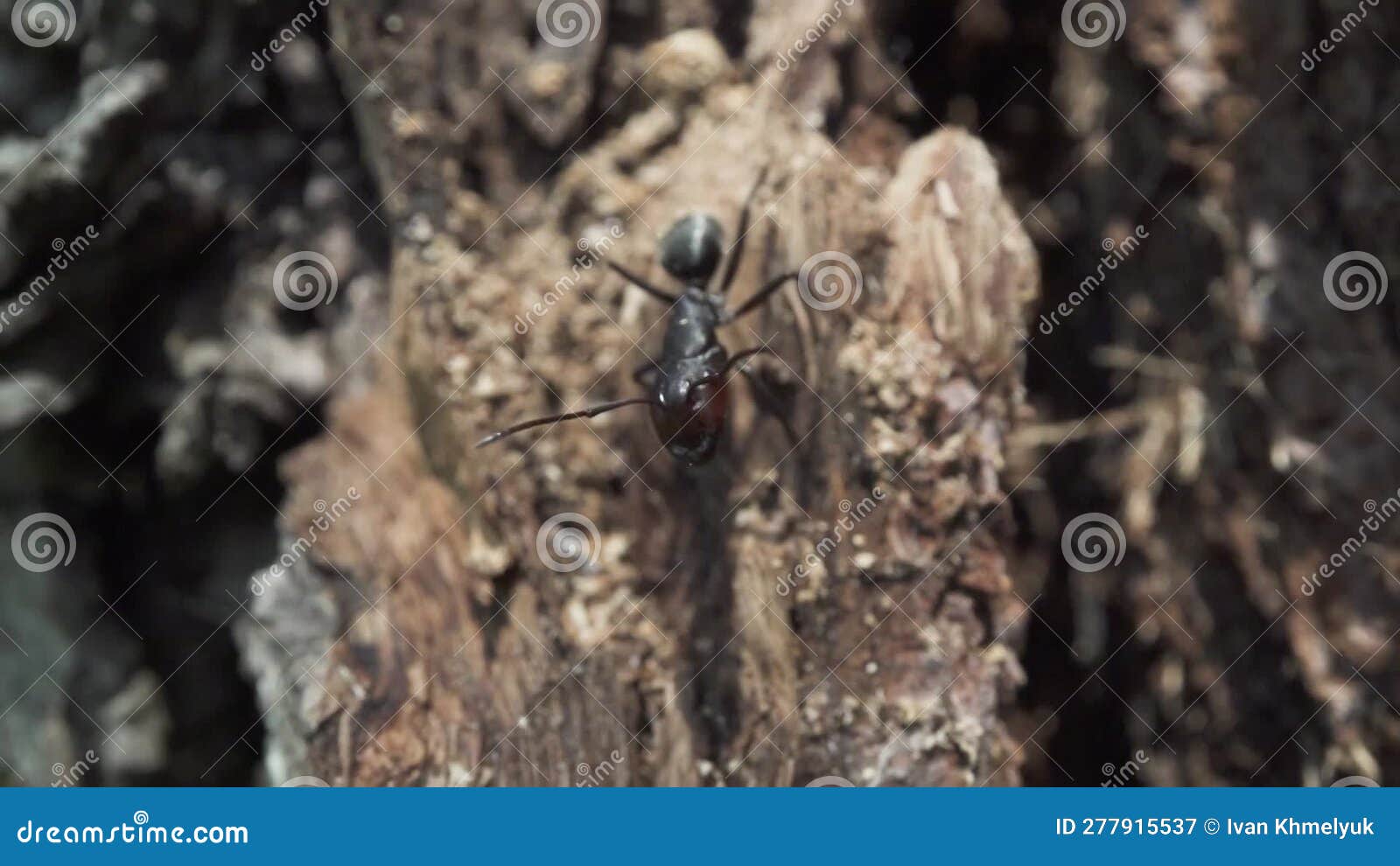 Ant Walks on the Bark of the Tree Stock Video - Video of wood, animal ...