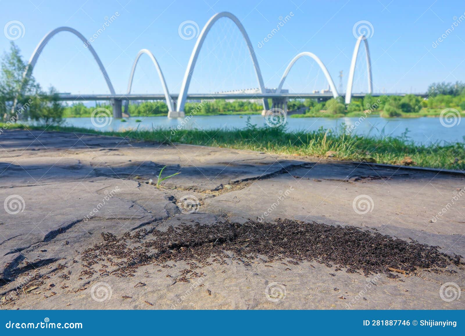 Ant War stock photo. Image of wildlife, riverbank, bridge - 281887746