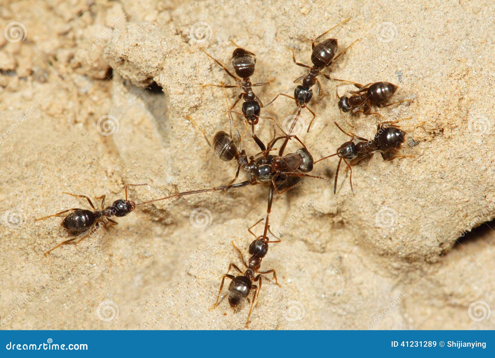Ant War Stock Photo - Image: 41231289