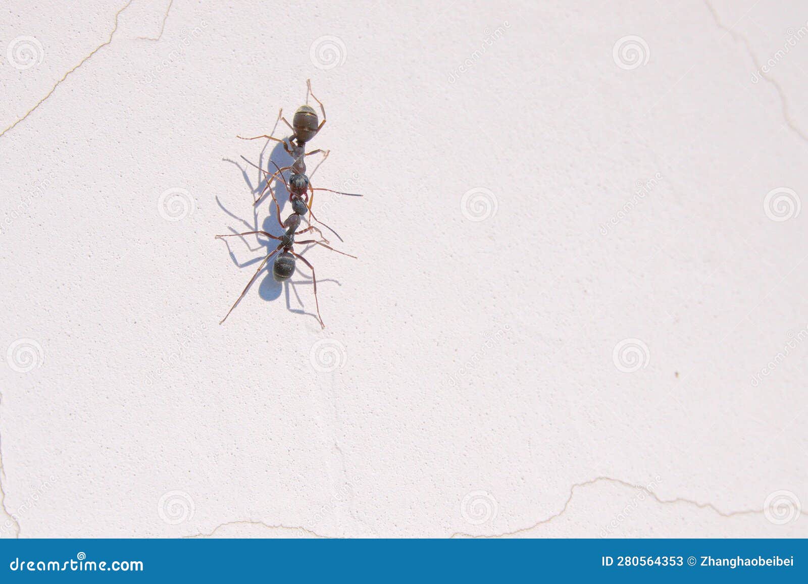 Ant war stock image. Image of natural, nature, ants - 280564353