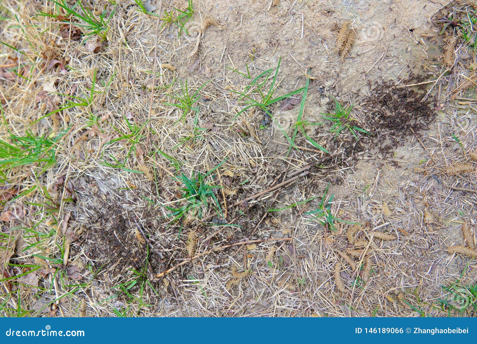 Ant war stock photo. Image of ants, wild, insects, animal - 146189066