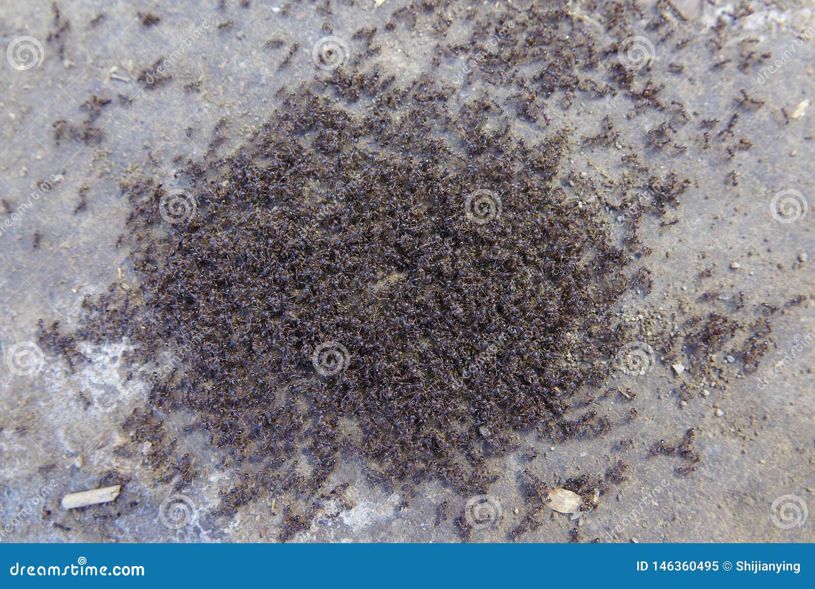 Ant war stock image. Image of insects, wildlife, fight - 146360495