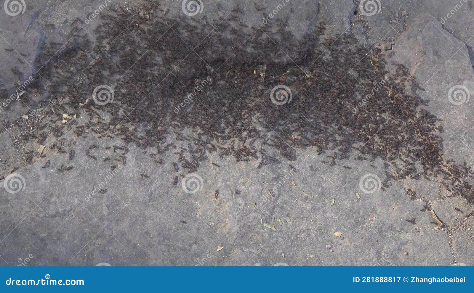 Ant war stock video. Video of nature, fighting, ants - 281888817