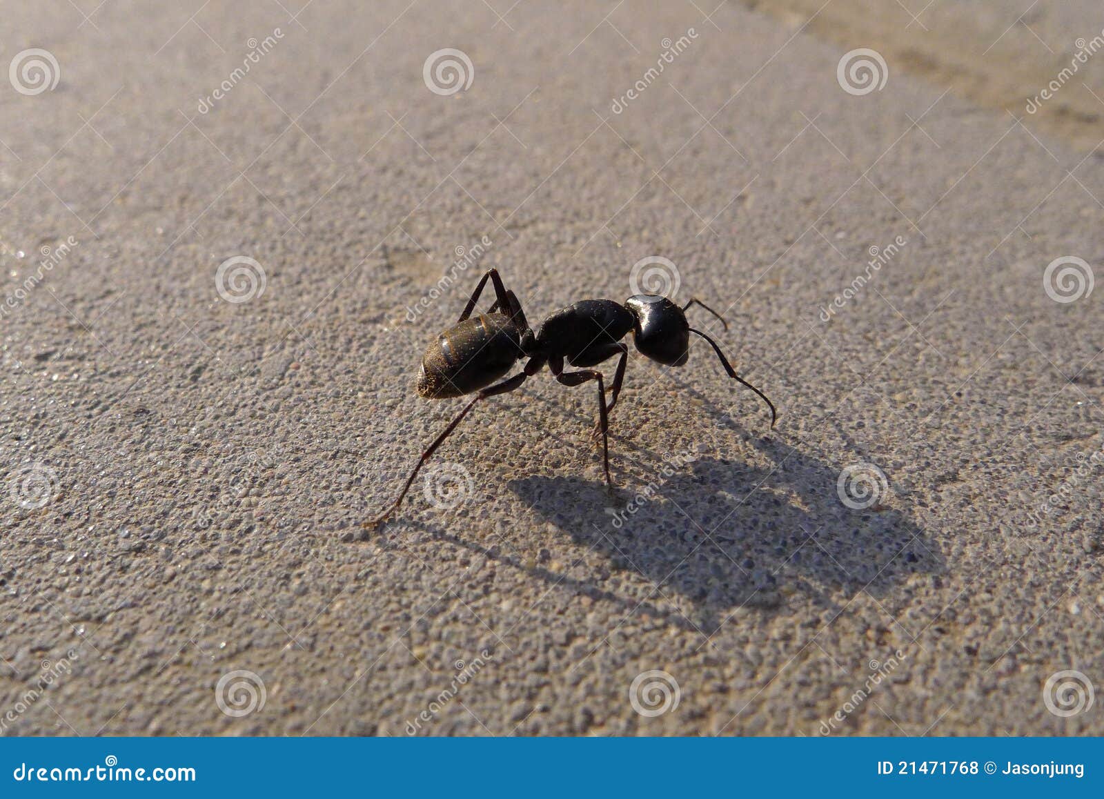 Ant warrior stock photo. Image of insect, loss, ground - 21471768