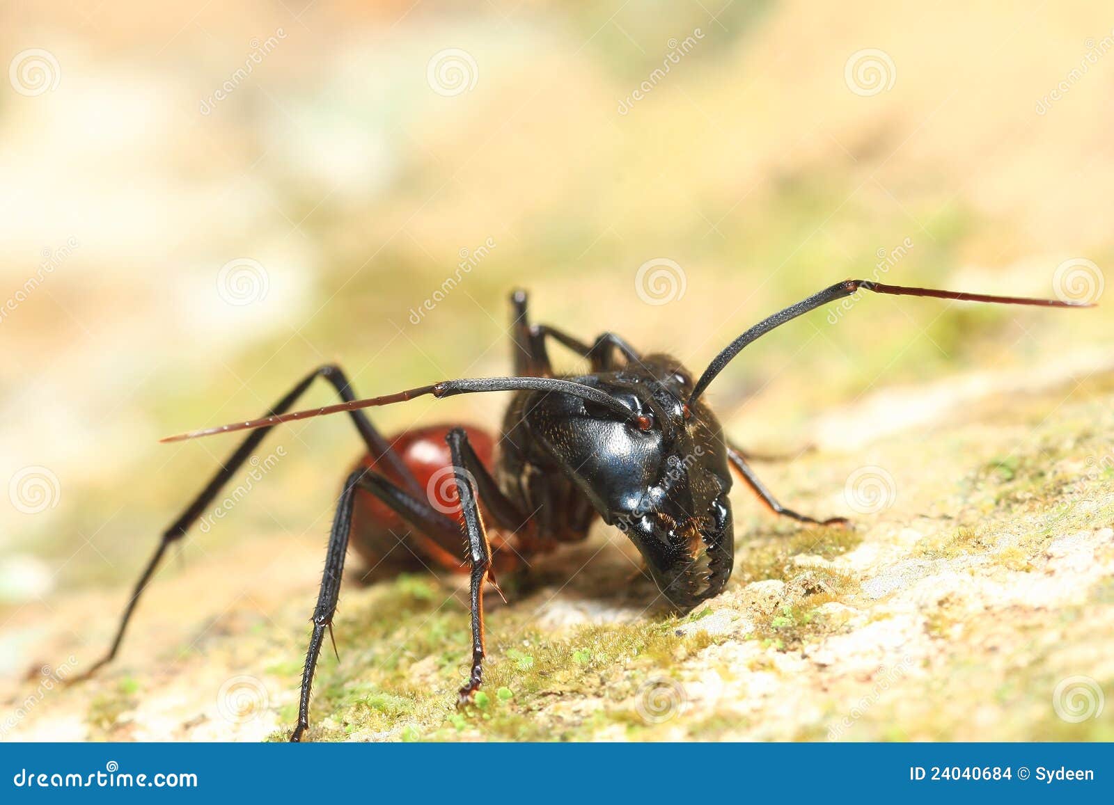 Ant warrior stock photo. Image of summer, wildlife, alien - 24040684