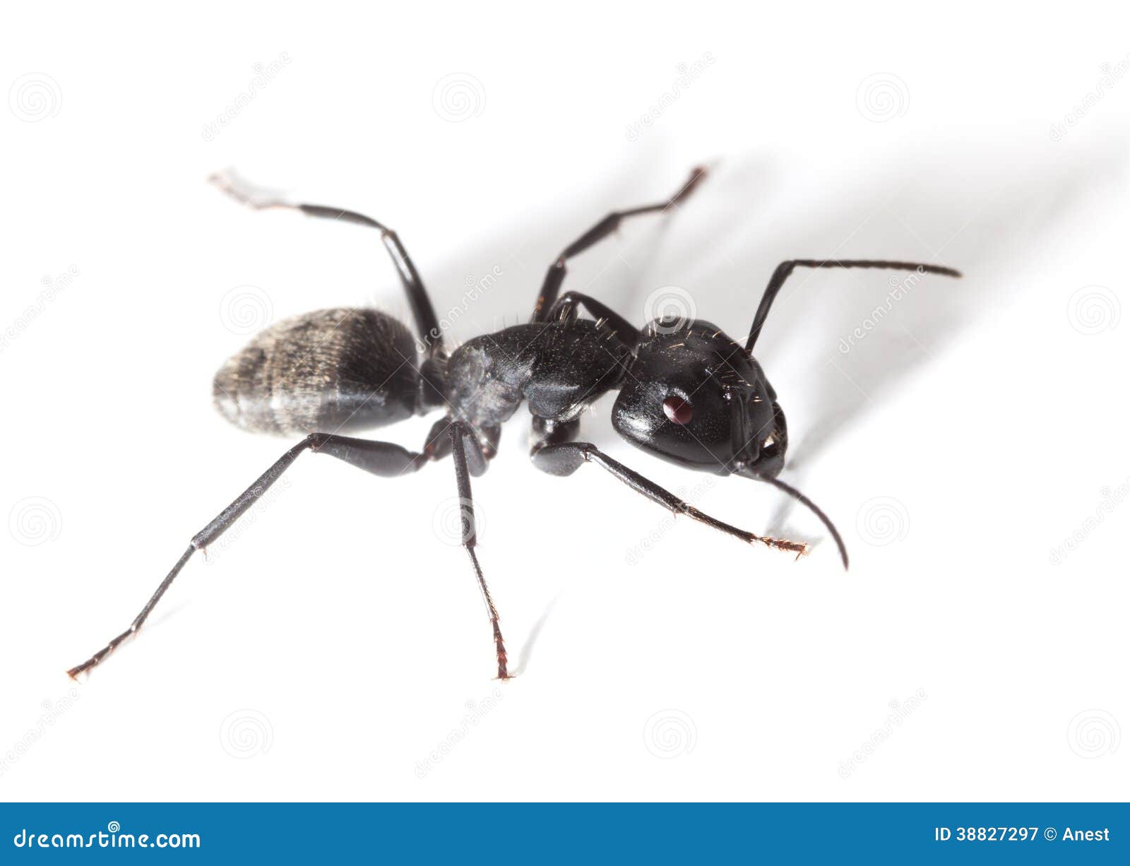 Ant warrior stock image. Image of facet, formicidae, wildlife - 38827297