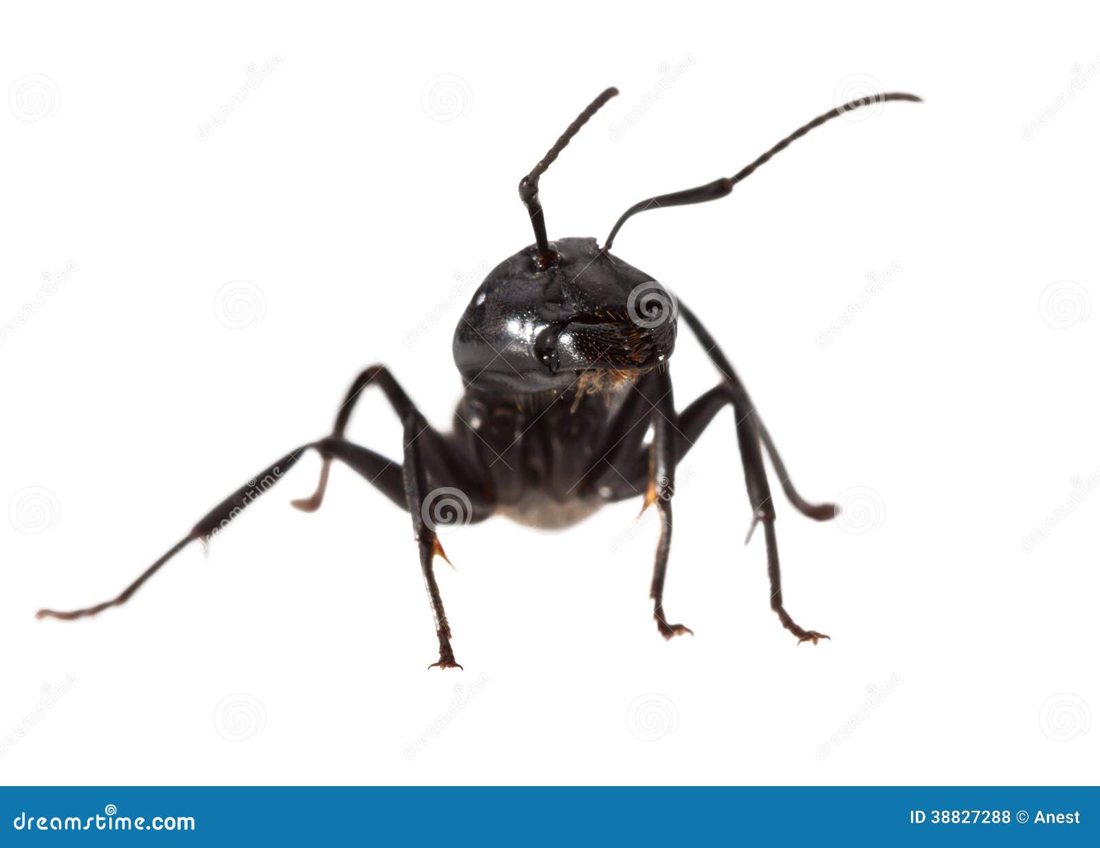 Ant warrior portrait stock photo. Image of entomology - 38827288