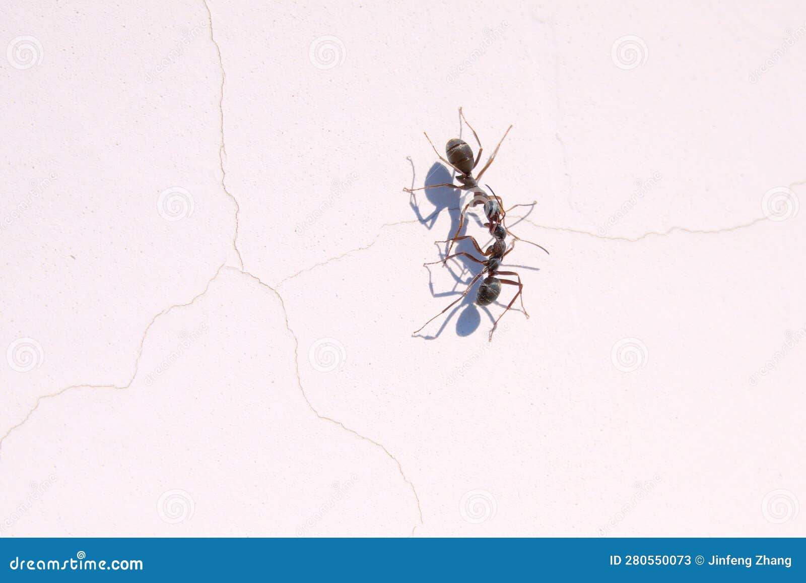 Ant wars stock image. Image of ants, fight, attack, life - 280550073