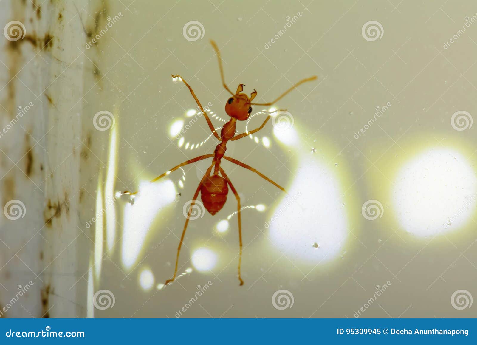 Ant in the water stock image. Image of color, fauna, bite - 95309945