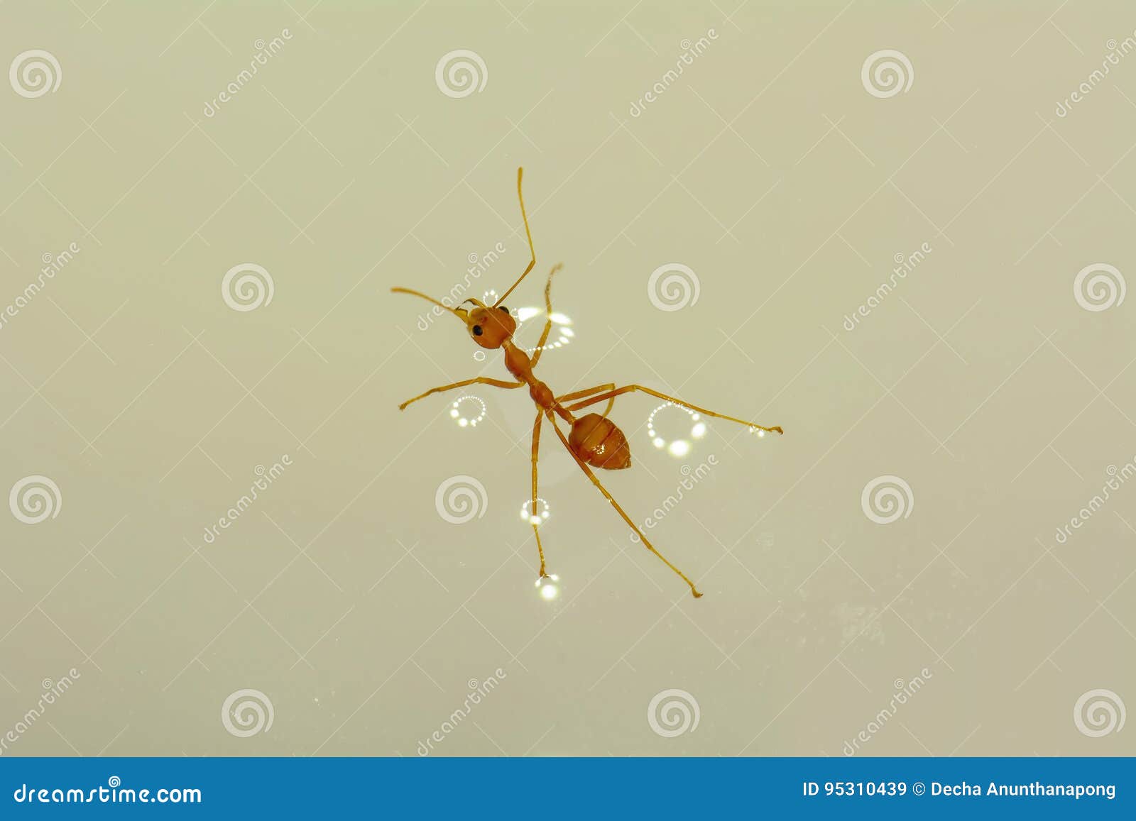 Ant in the water stock image. Image of plant, fire, park - 95310439