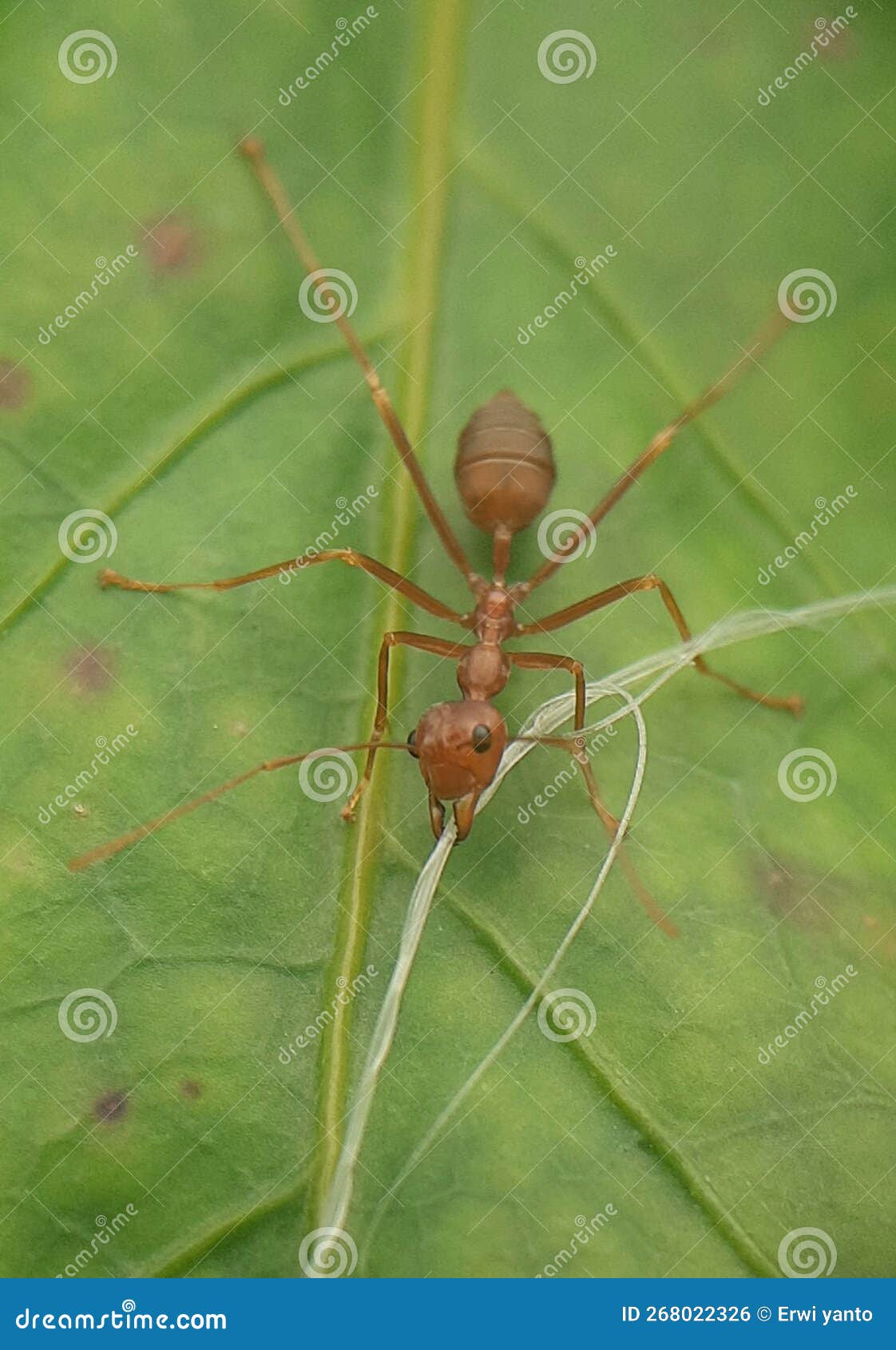Ant with Web Spider stock photo. Image of spider, macro - 268022326