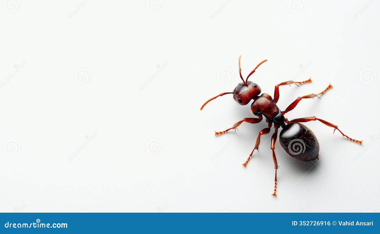 Ant on white background stock illustration. Illustration of honeybee ...