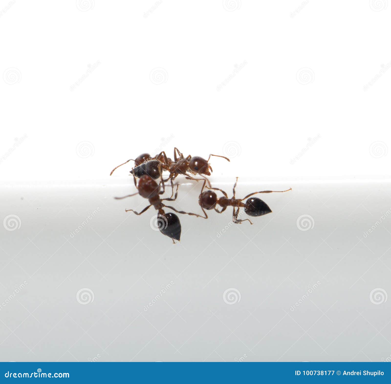 Ant on a White Background. Macro Stock Image - Image of eight ...