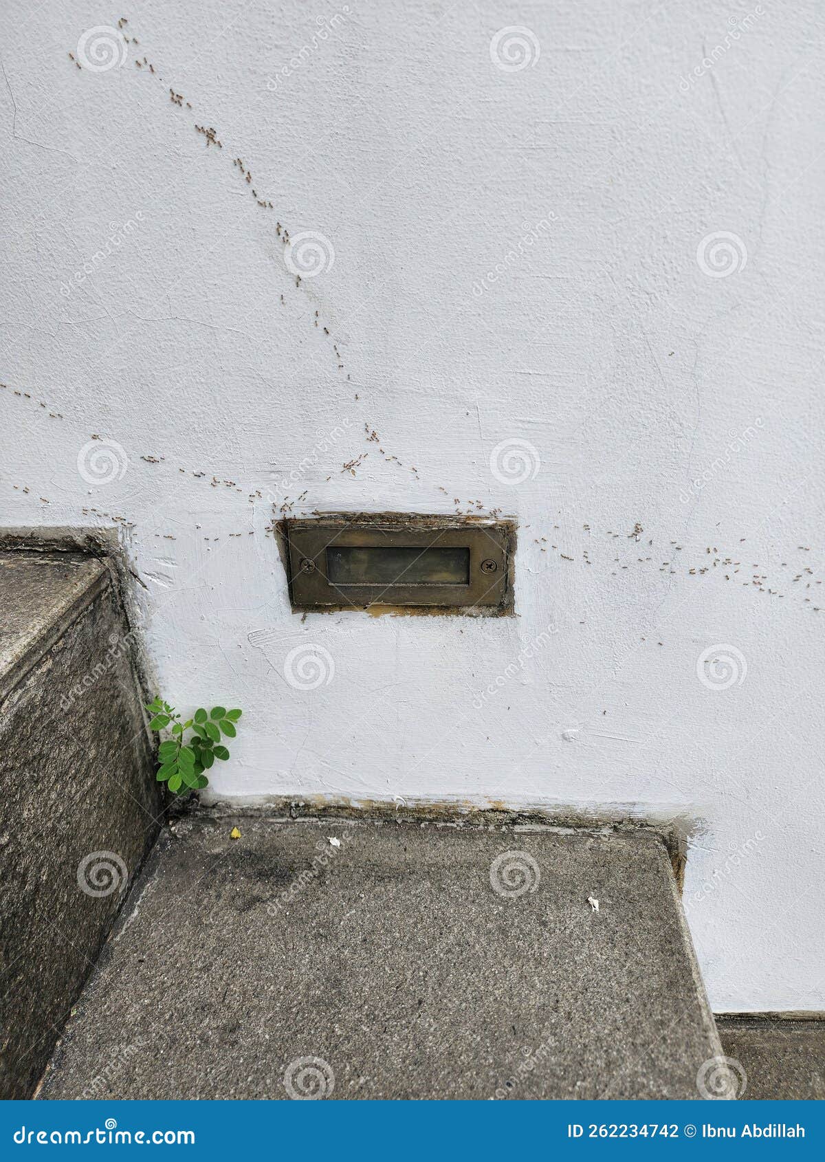 Ant White Wall Ladder Stone Outdoor Stock Photo - Image of white ...