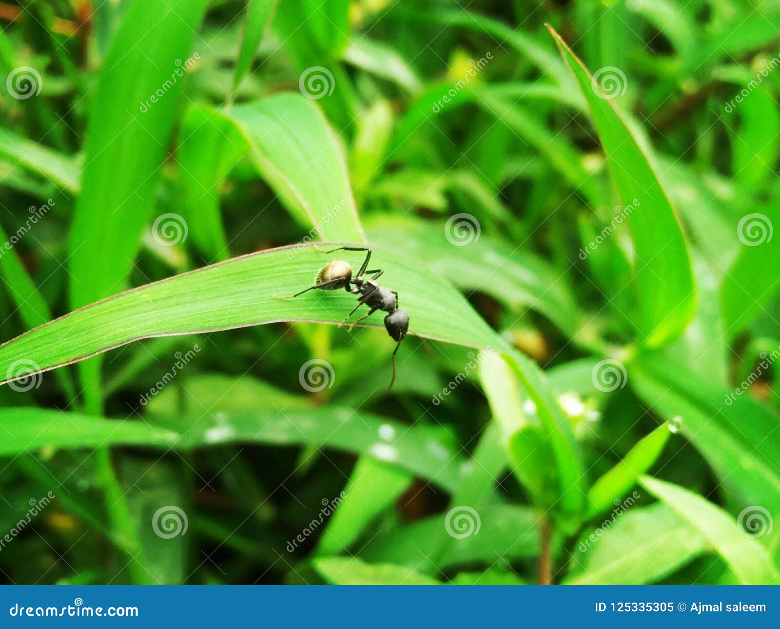 Ant stock image. Image of green, beautiful, nature, wild - 125335305