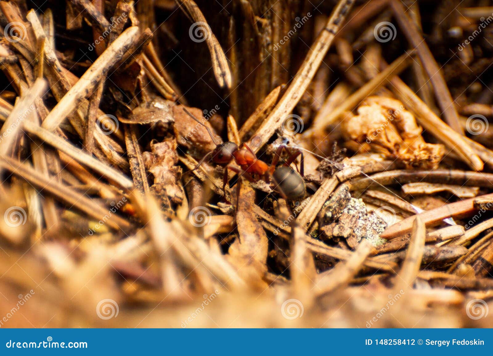 Ant in the Wild - Close-up Photo Stock Photo - Image of macro, jungle ...