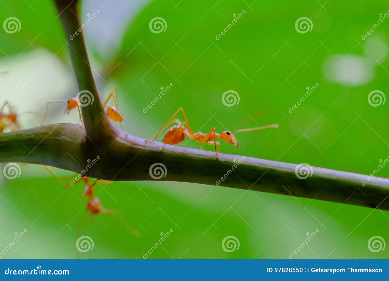 Ant Wildlife on Nature Background . Stock Photo - Image of infestation ...