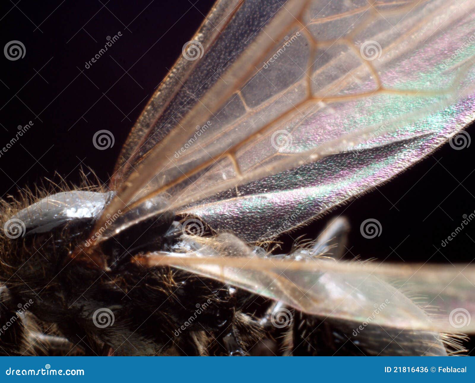 Ant wing stock photo. Image of black, macro, detail, environment - 21816436