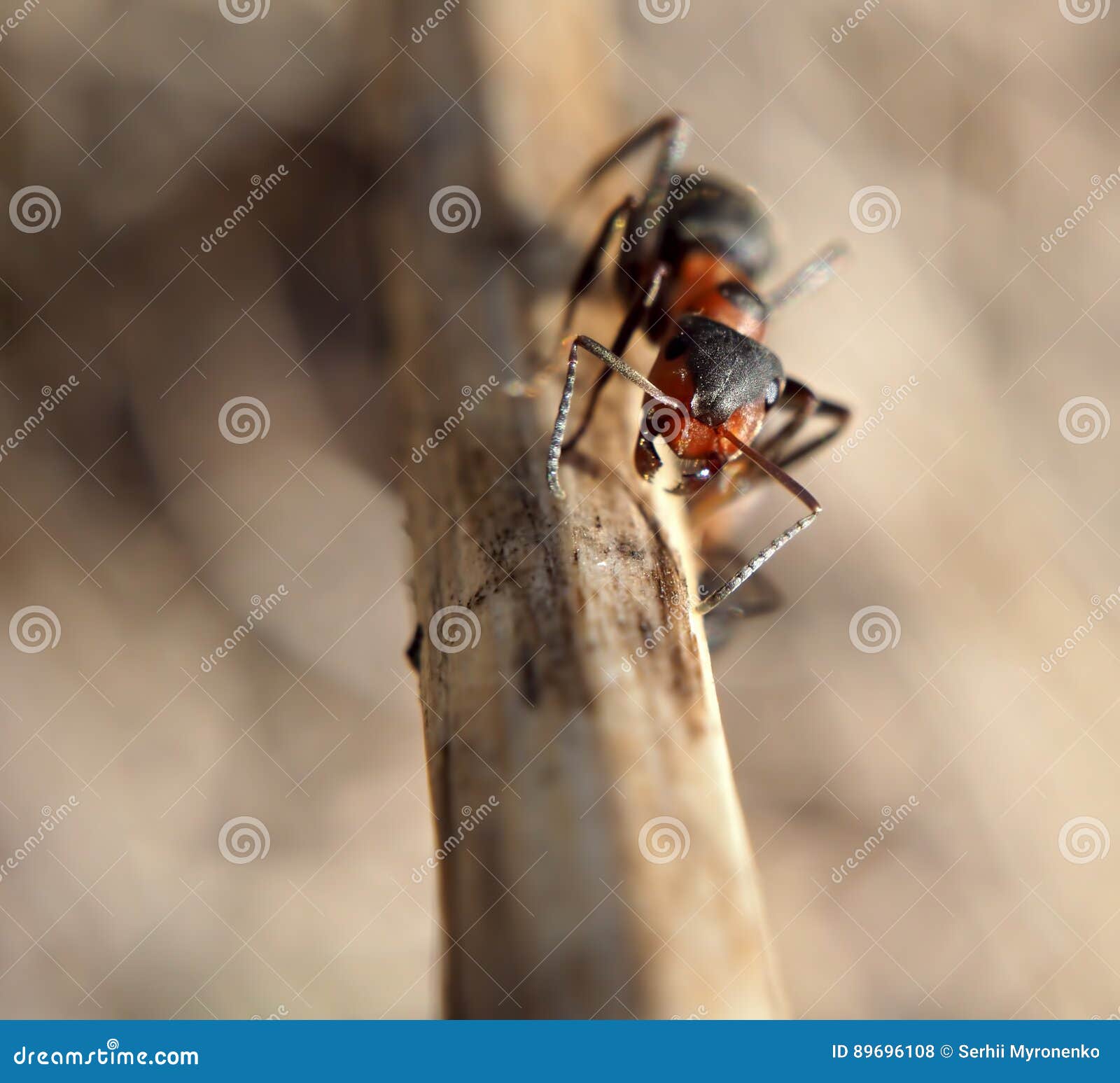 Ant at the Wood Climving Up and Looking at Camera Stock Photo - Image ...