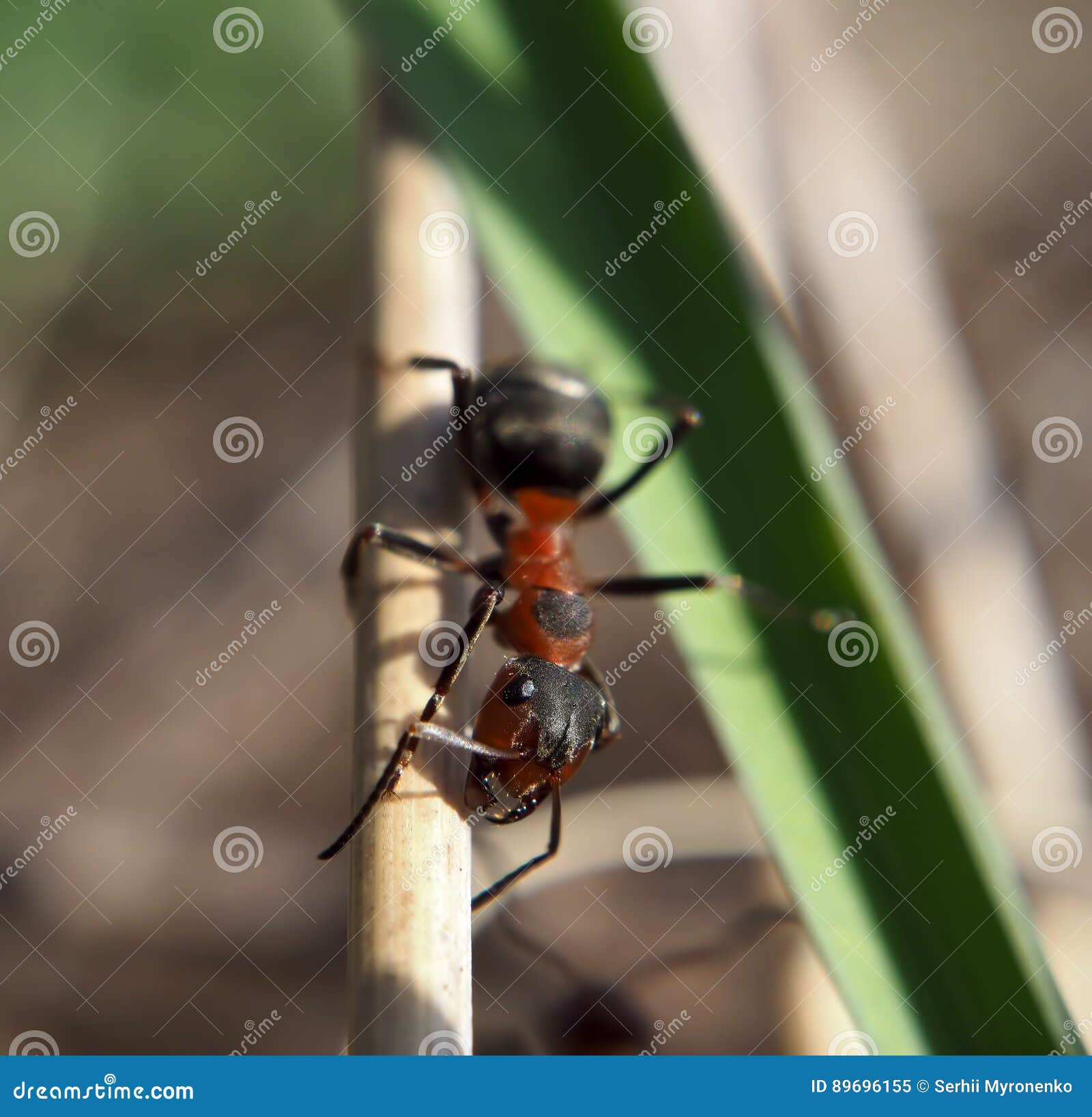 Ant at Wood Stick Looking at the Camera View from Up Stock Image ...