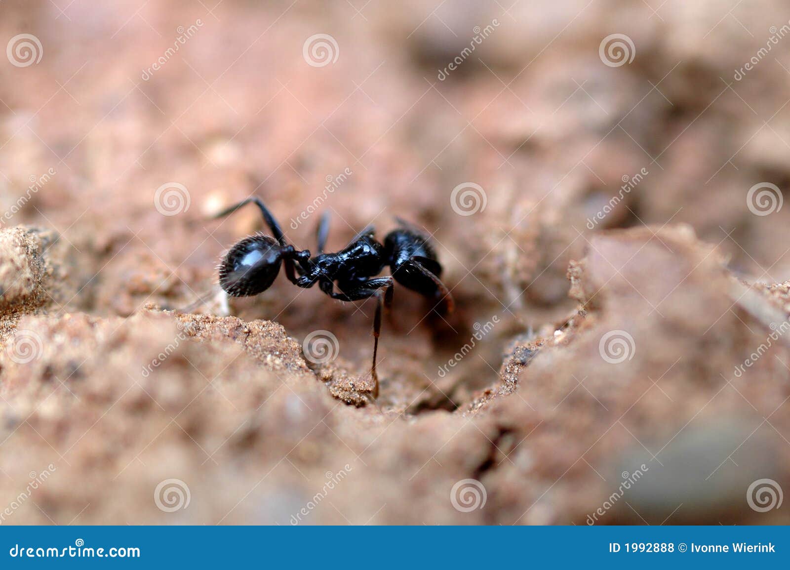 Ant at work stock photo. Image of hymenoptera, sand, worker - 1992888