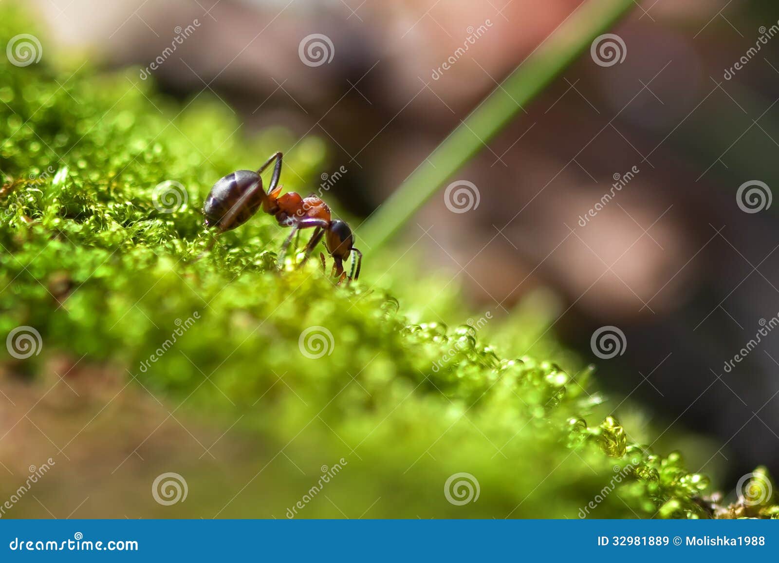 Ant Work in the Green Grass Stock Image - Image of animals, relations ...