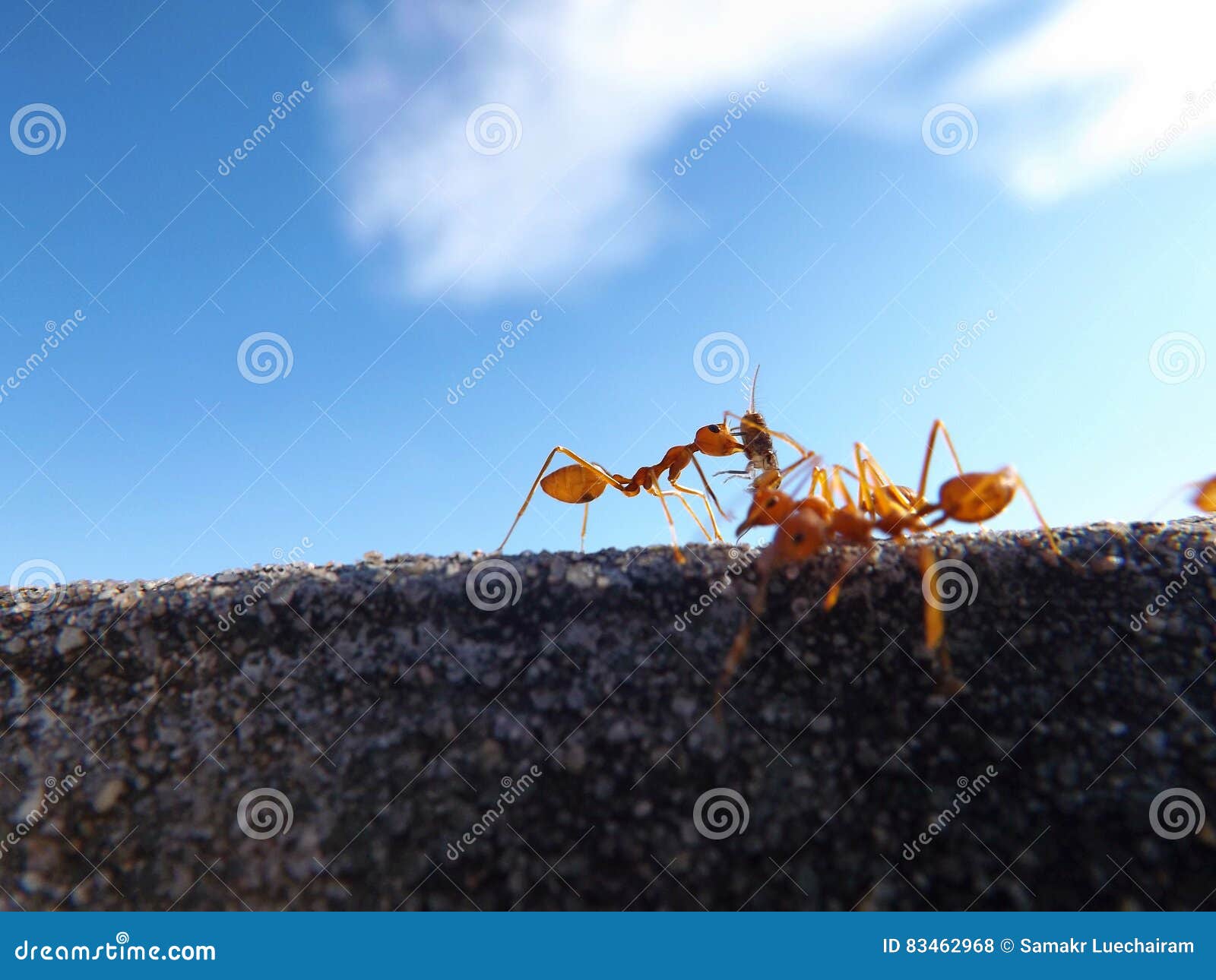 Ant workers stock photo. Image of arthropod, orange, workers - 83462968