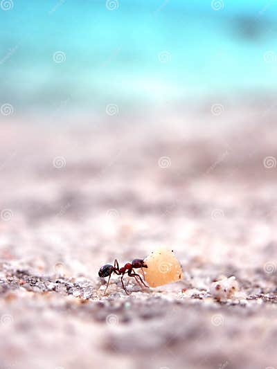 Ant working stock photo. Image of antz, carry, food, hard - 21422
