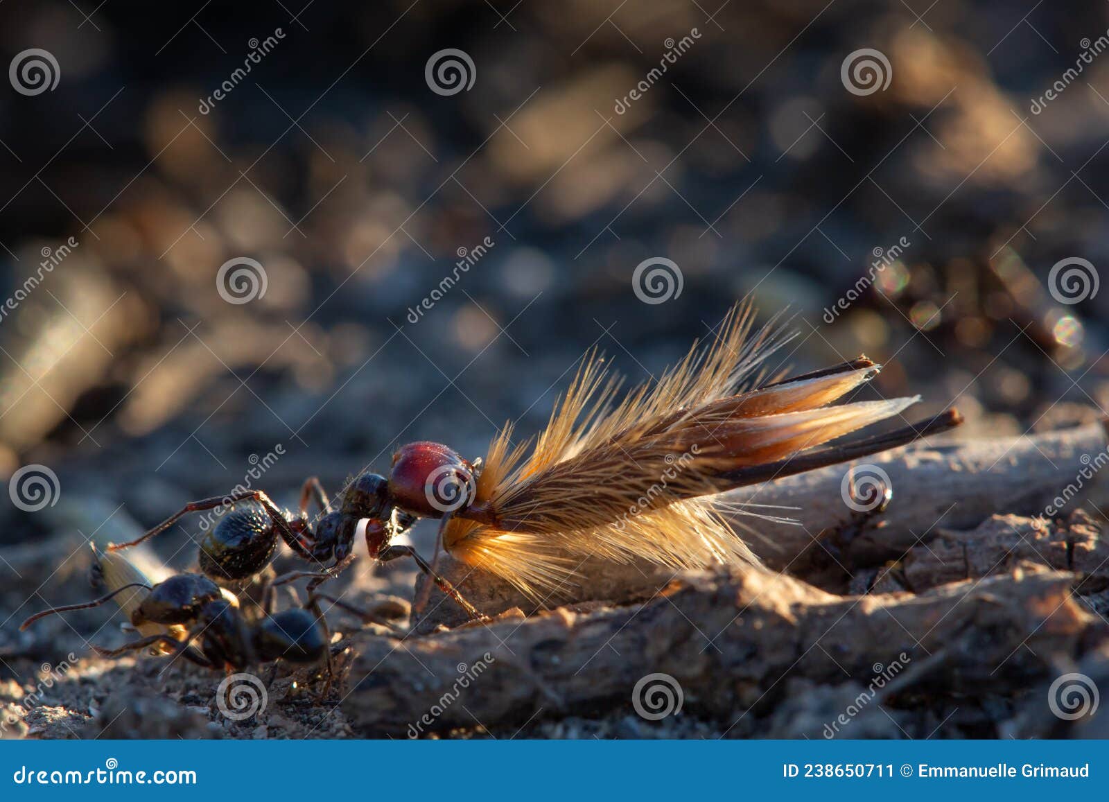 Ant Working and Carrying a Seed Stock Image - Image of seed, closeup ...