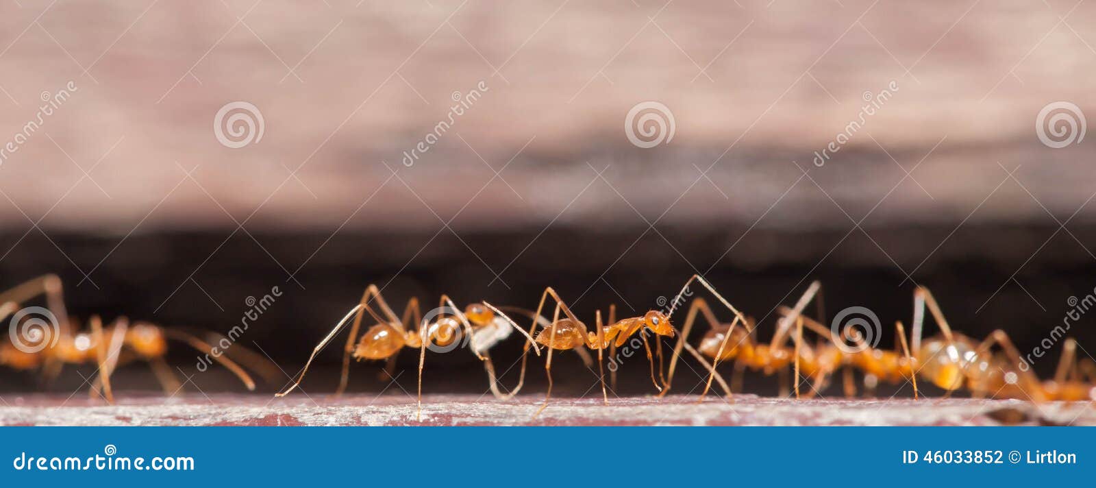 Ant working hard stock photo. Image of macro, concept - 46033852