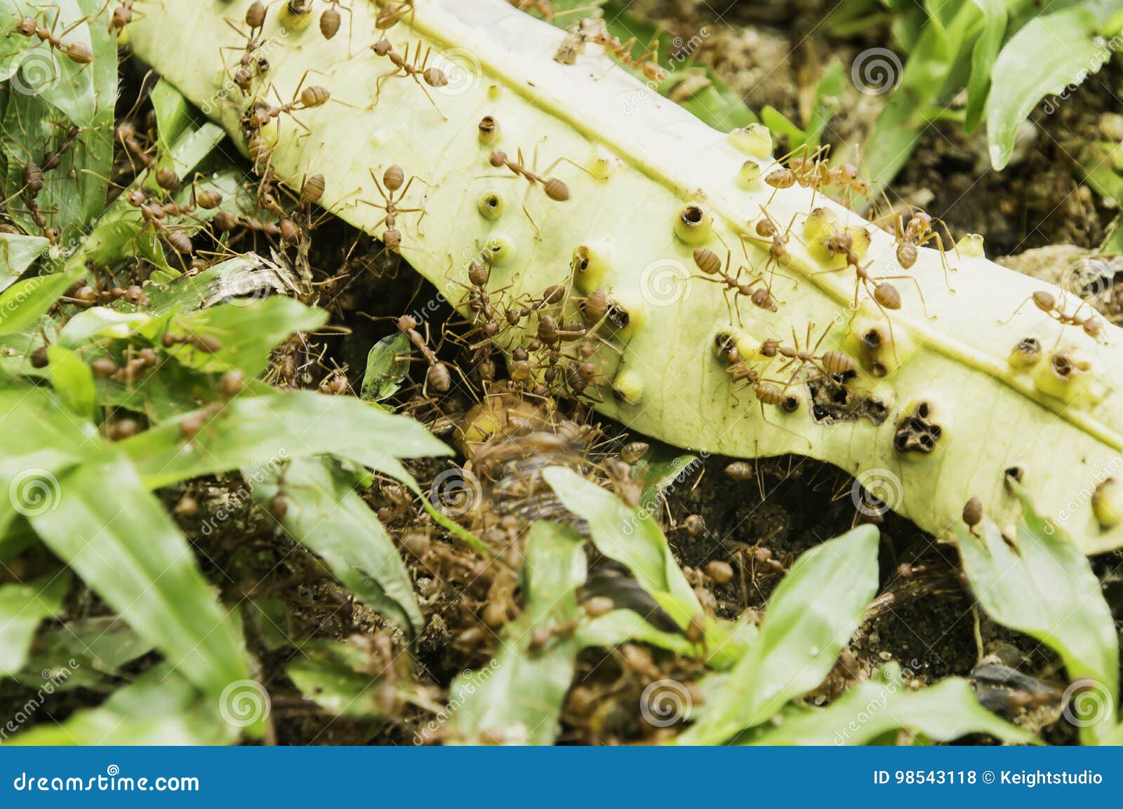 Ant working together. stock photo. Image of ants, help - 98543118