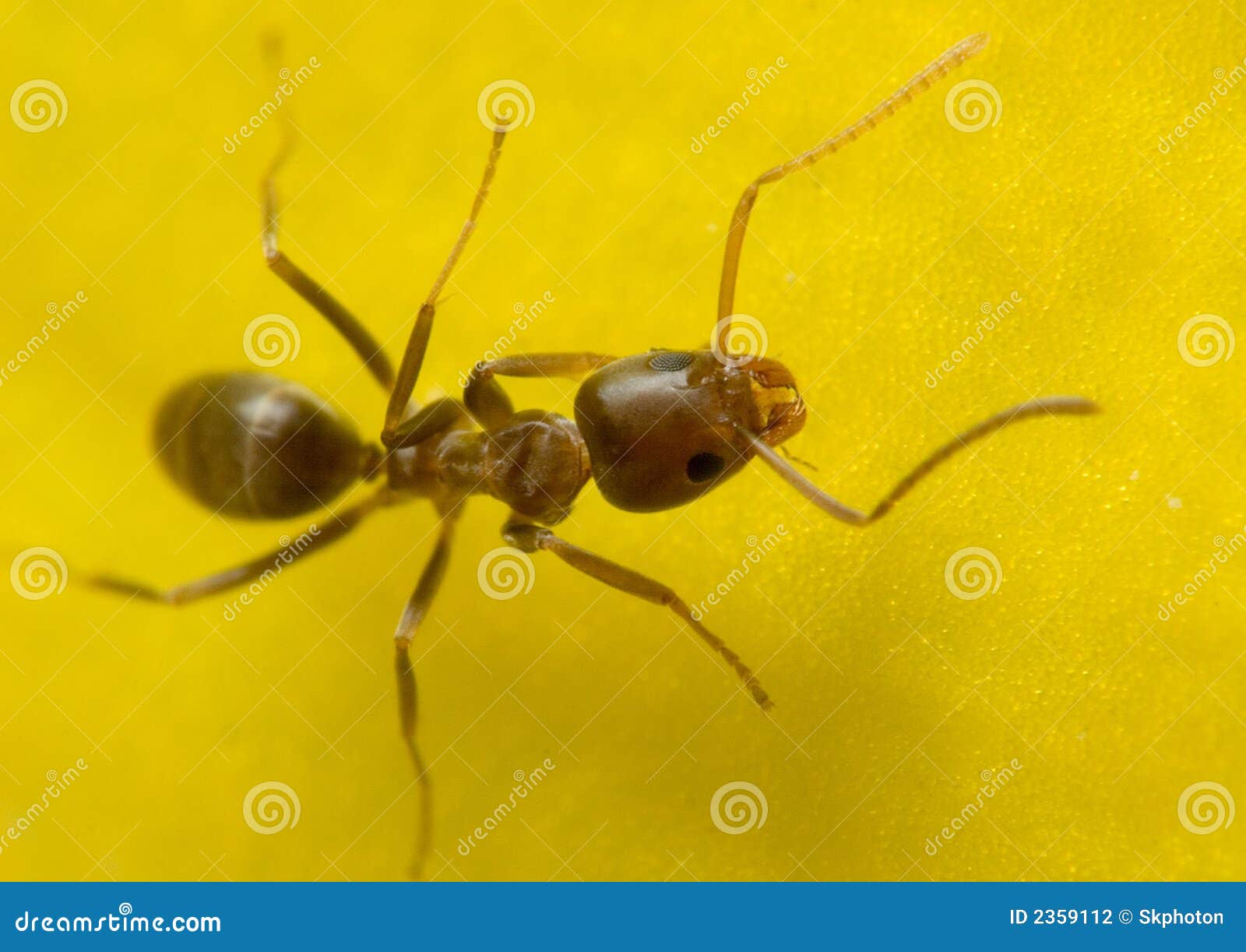 Ant on a yellow flower stock photo. Image of glance, grass - 2359112