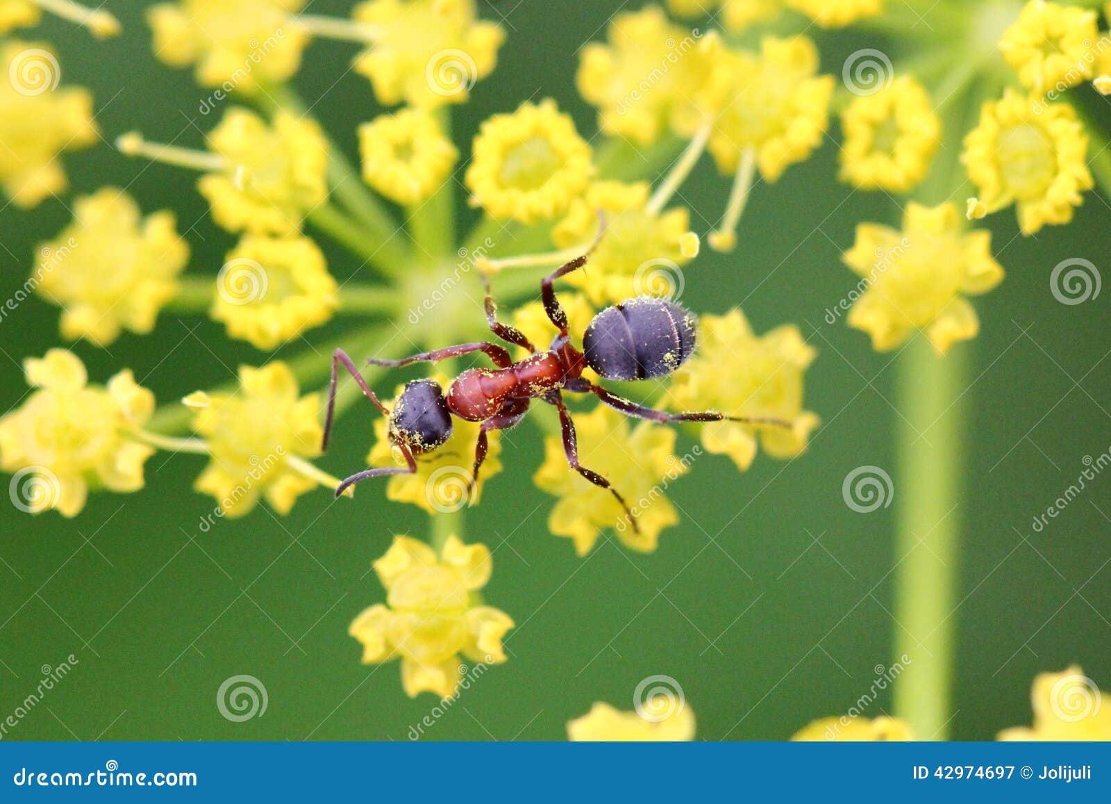 Ant on yellow flower stock image. Image of black, little - 42974697