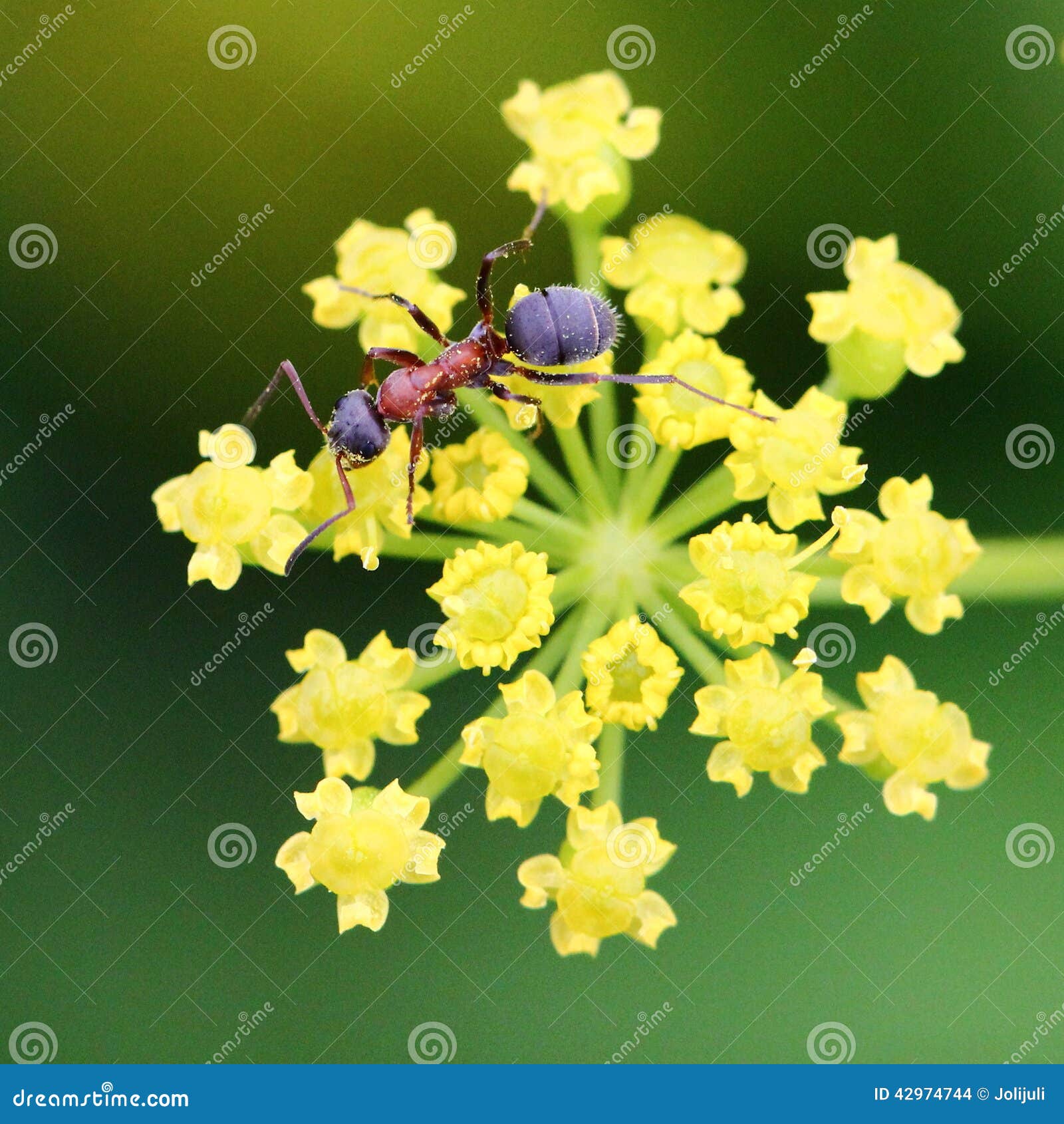 Ant on yellow flower stock photo. Image of living, fast - 42974744