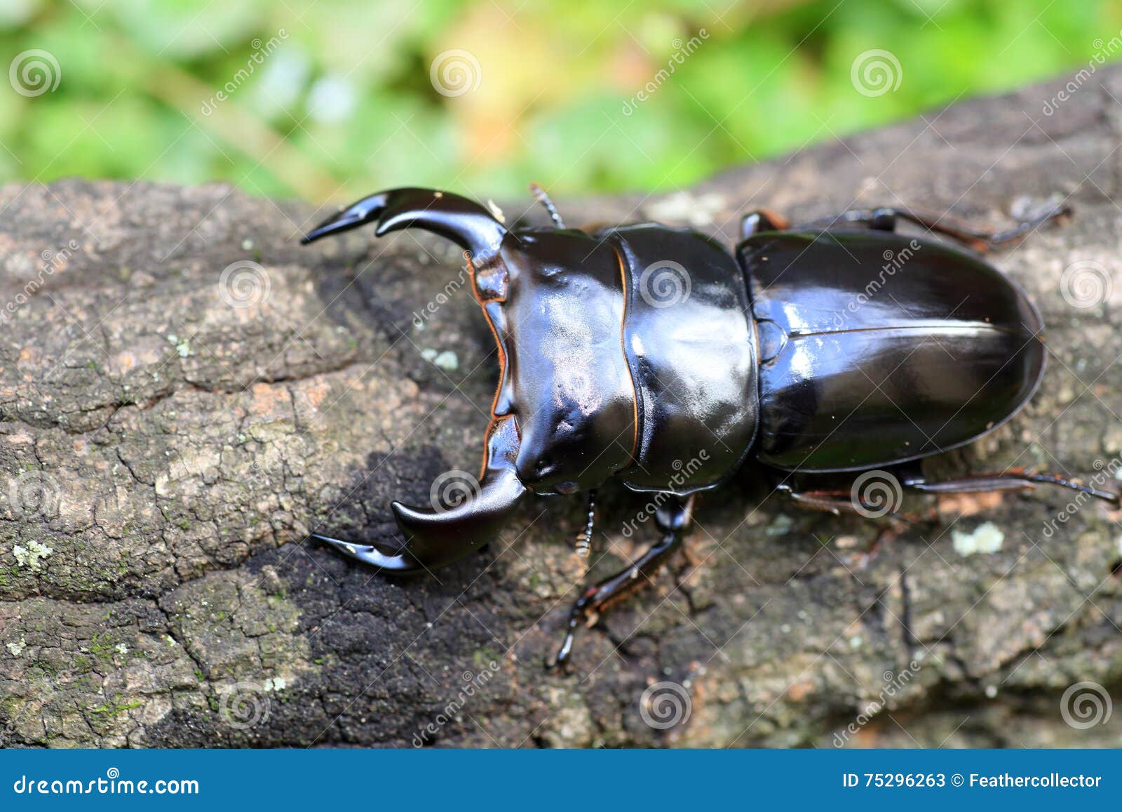Antaeus stag beetle stock image. Image of himalaya, male - 75296263