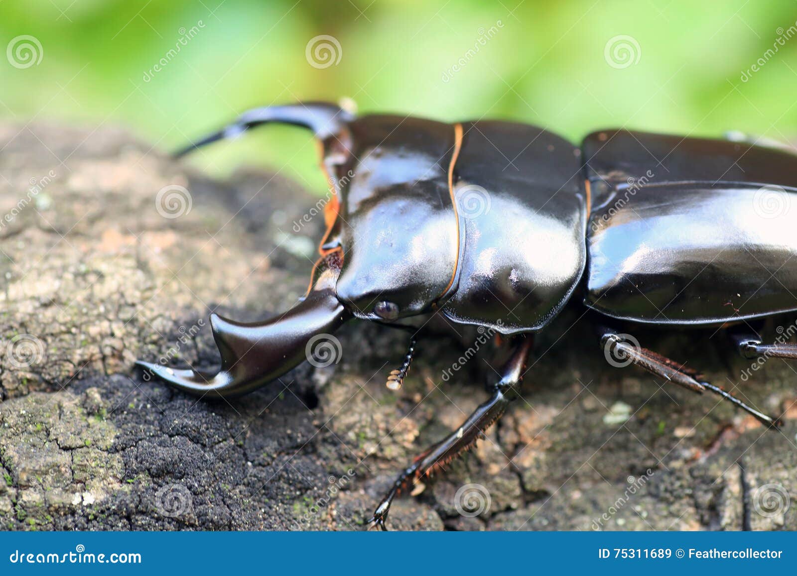 Antaeus stag beetle stock image. Image of natural, antaeus - 75311689