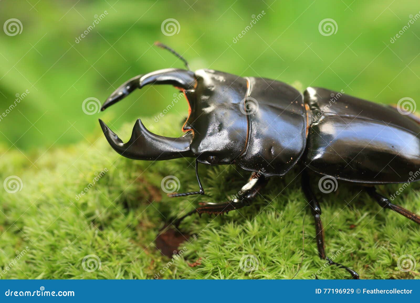 Antaeus stag beetle stock image. Image of black, animal - 77196929