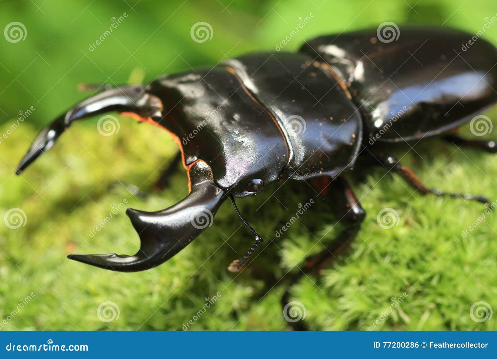 Antaeus stag beetle stock photo. Image of stag, indiann - 77200286