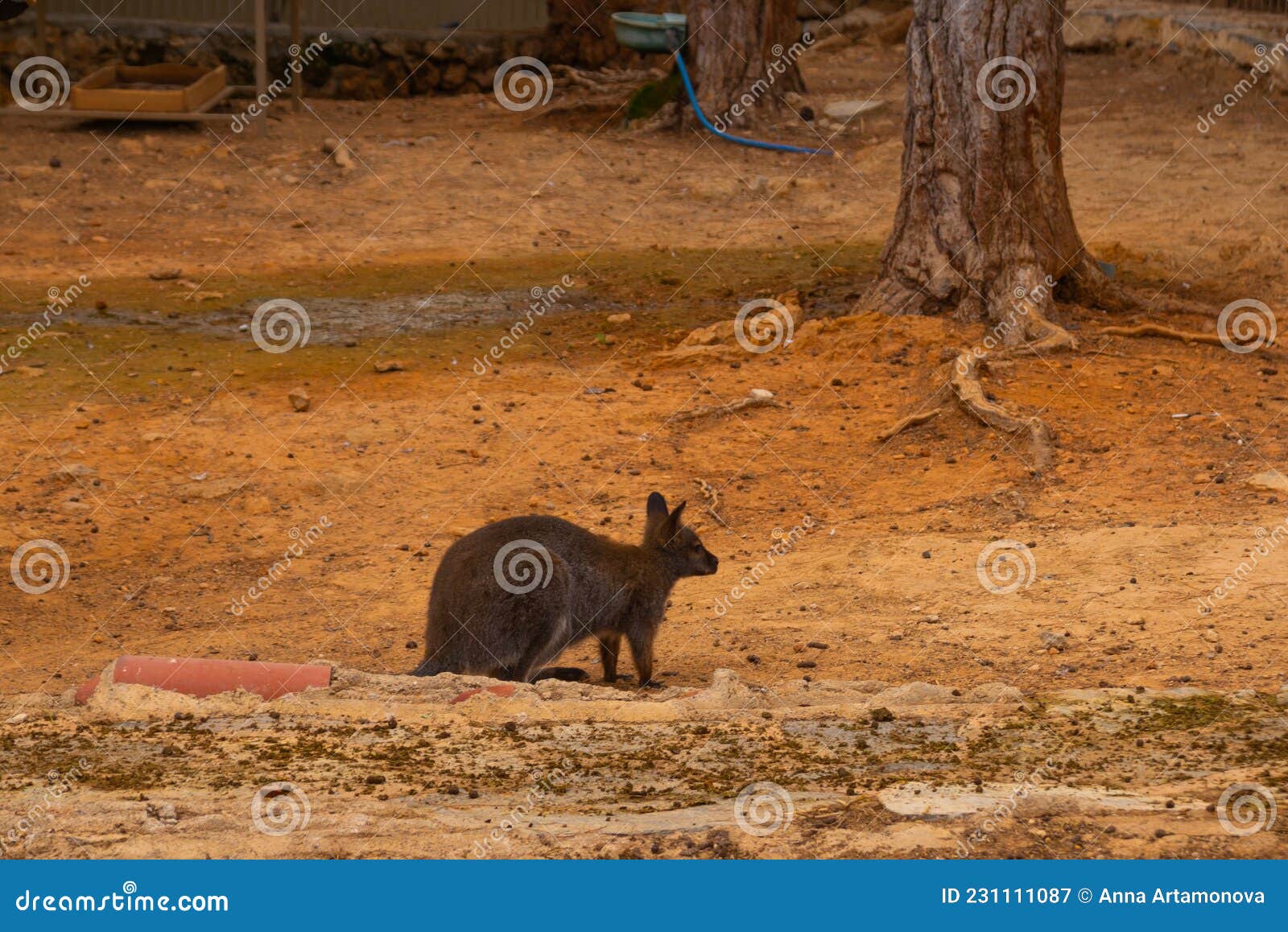 ANTALYA, TURKEY: Kangaroo at the Zoo in Antalya. Stock Image - Image of ...