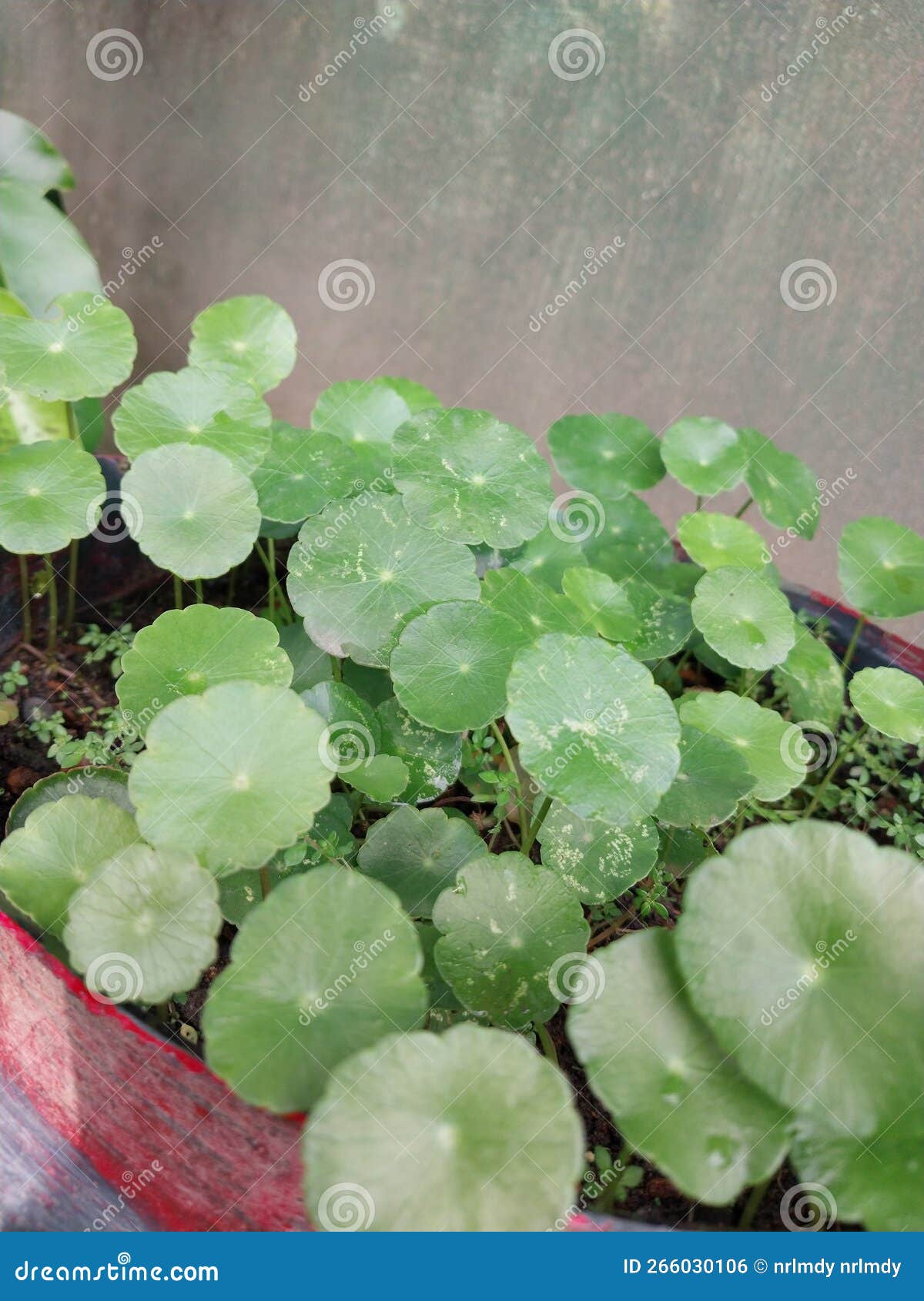 Antanan is a Wild Plant that Grows a Lot in Plantations, Fields. Stock ...