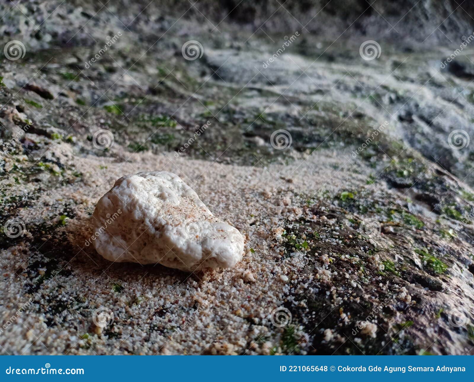Antara Batu, Karang, Pasir Dan Pantai Stock Photo - Image of animal ...