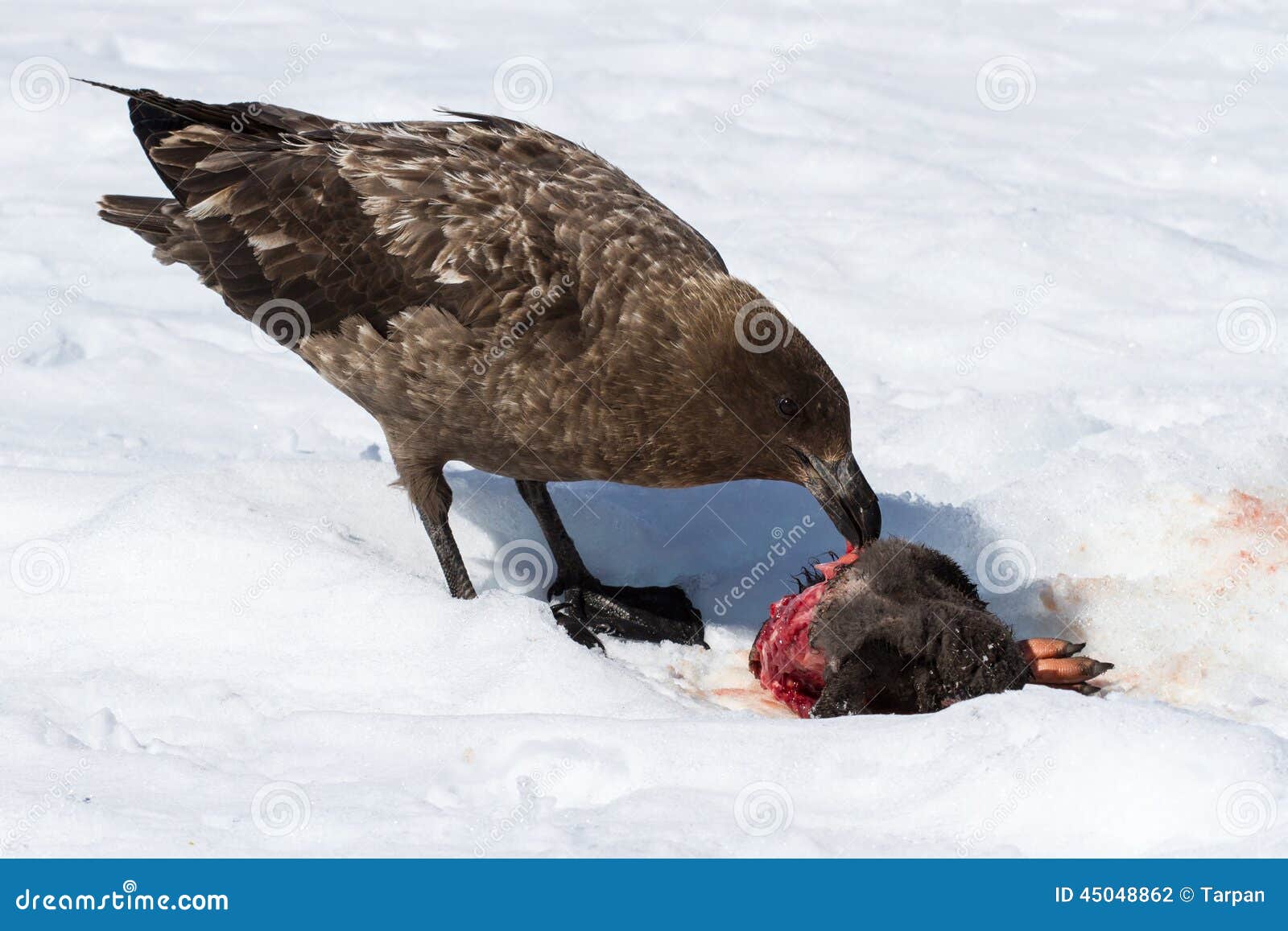 Antarctic or Brown Skua Who Eats Penguins Chick Stock Photo - Image of ...