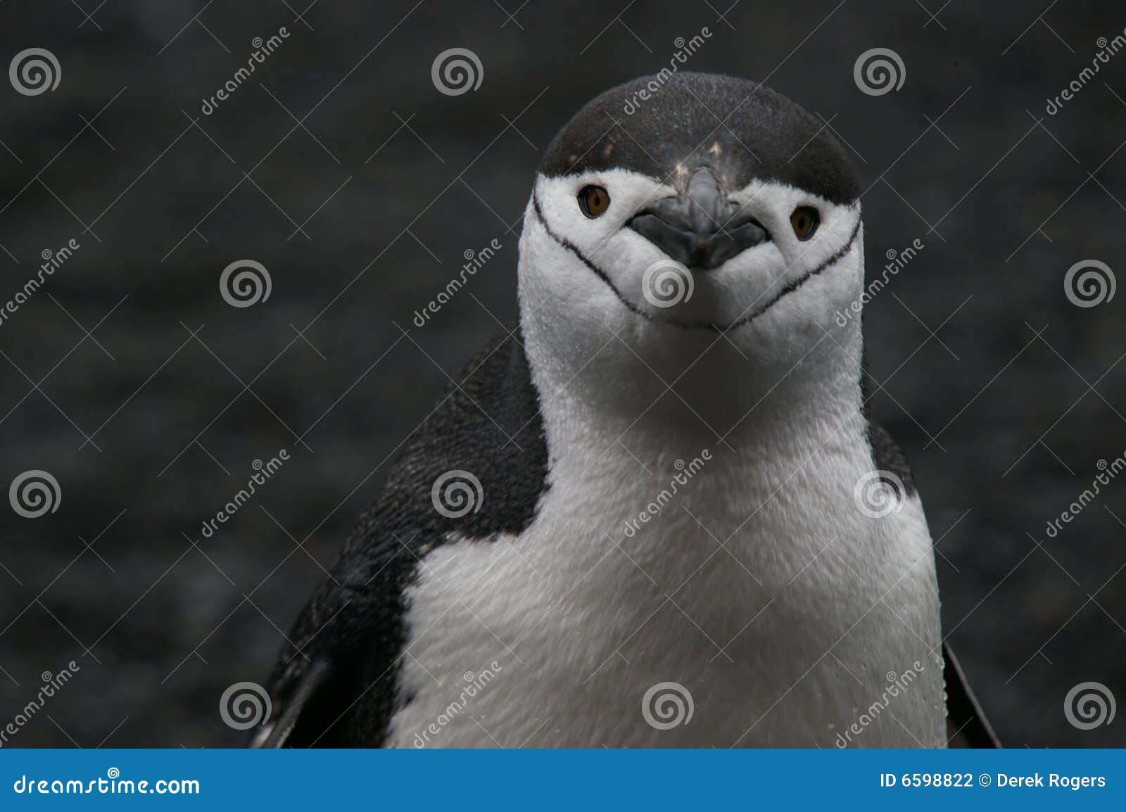 Antarctic Chinstrap Penguin Stock Photo - Image of pole, chinstrap: 6598822